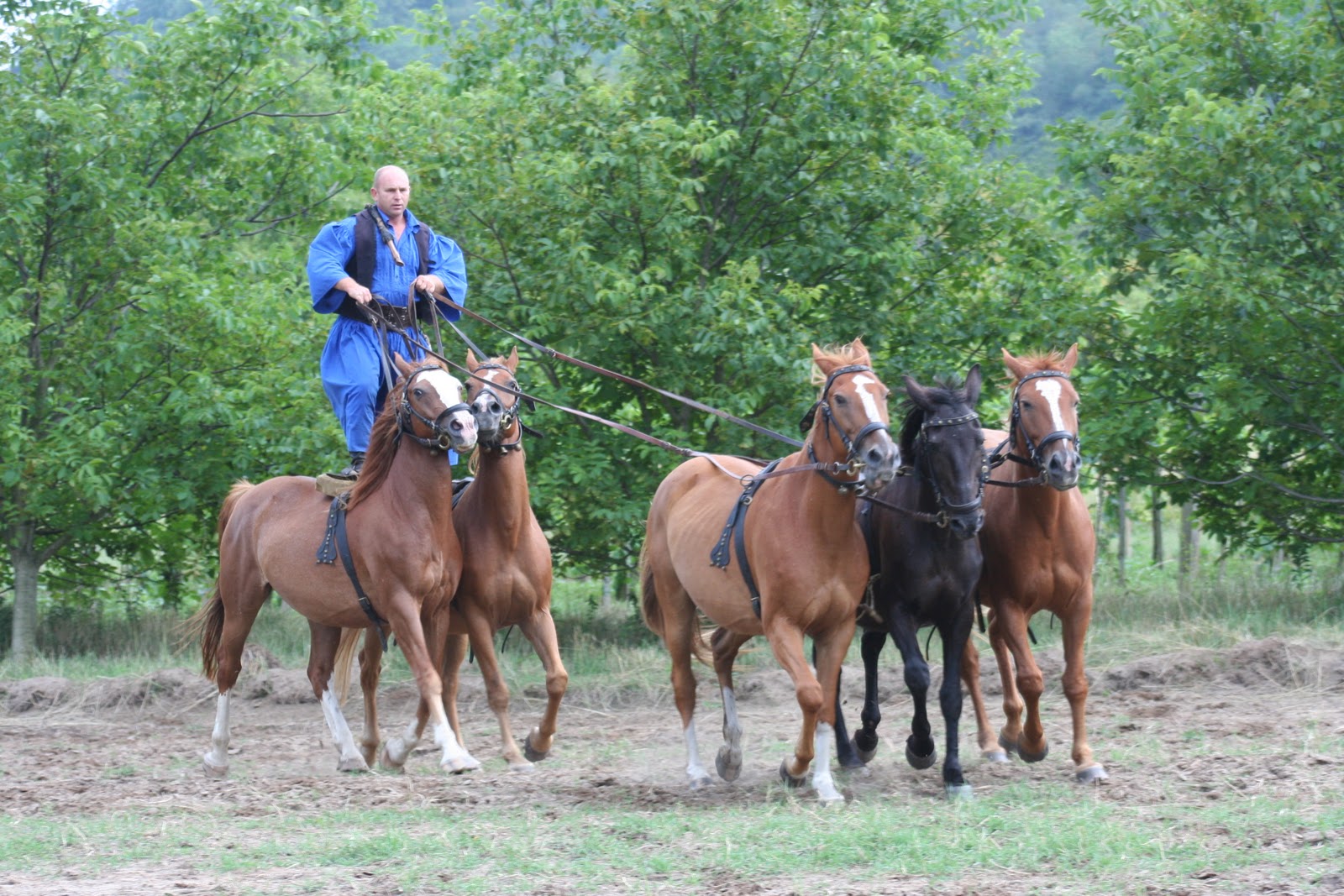 Lovardában: Csikós bemutató