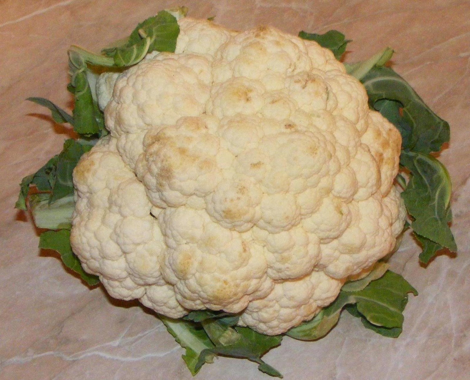 Conopida murata | Preparatedevis.ro