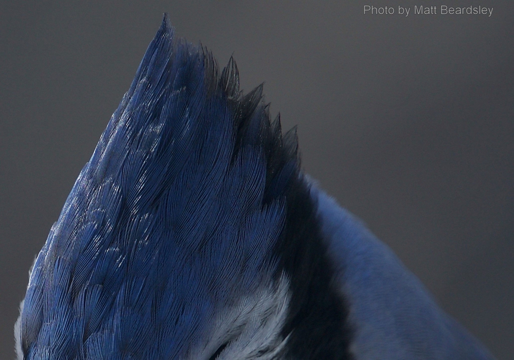 BLUE JAY
