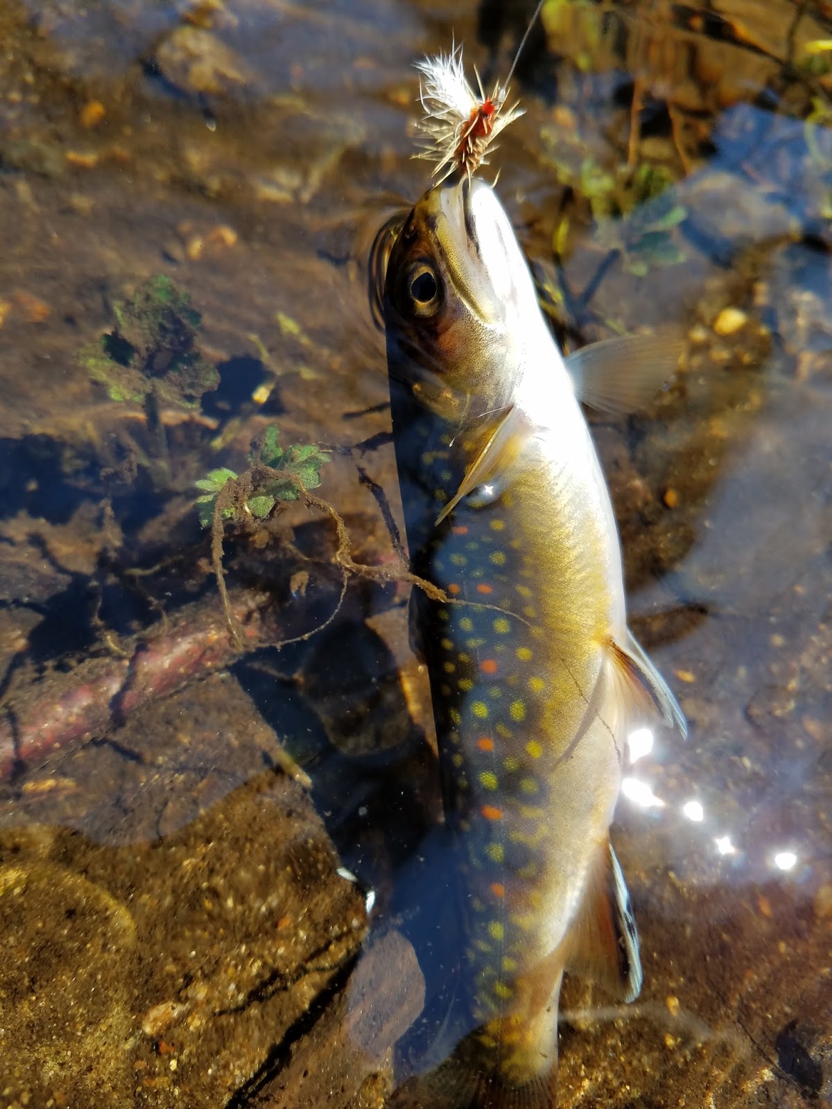 Flies, Fat Tires, Family: Ramblings on learning...: Fish looking up