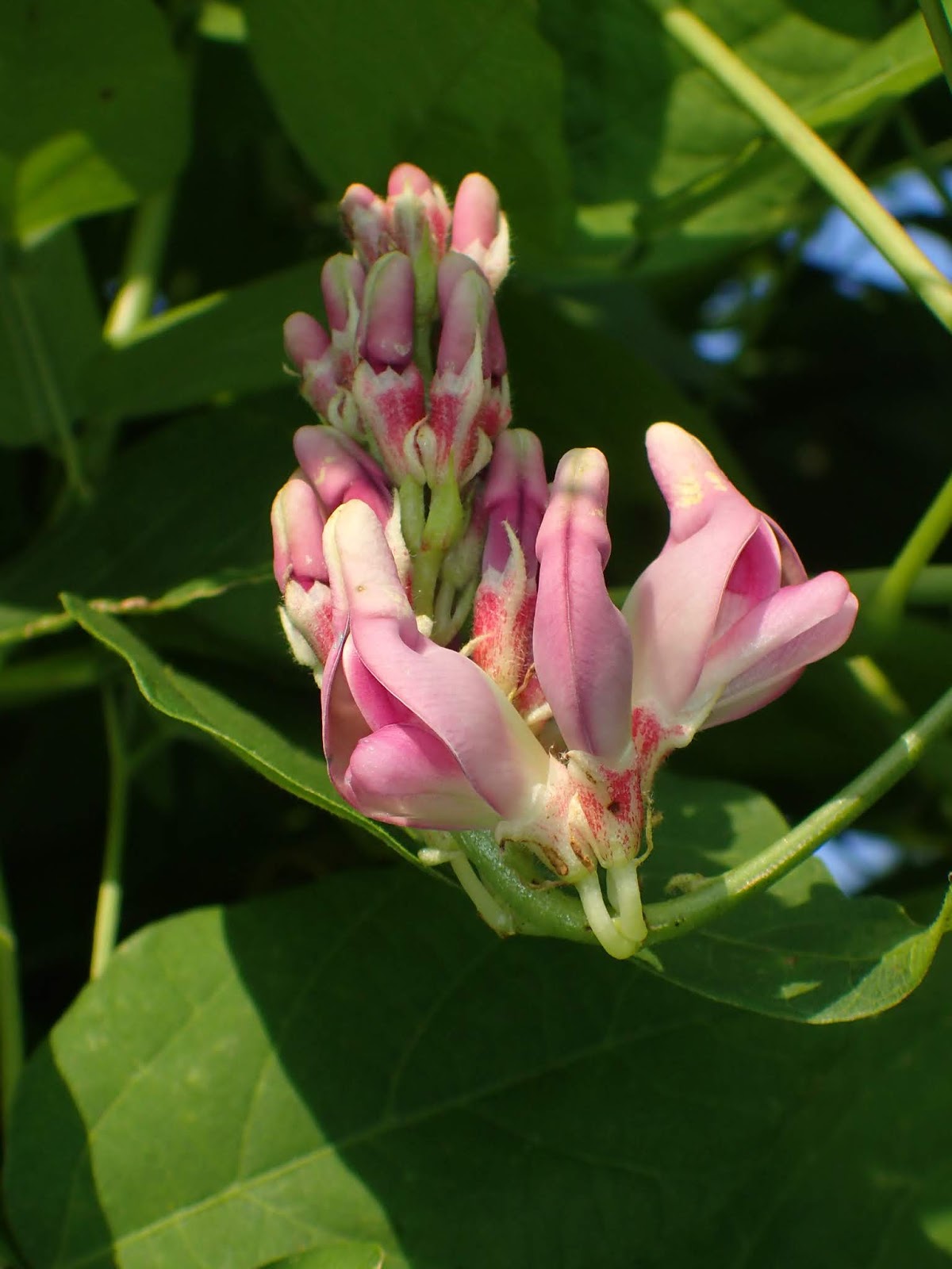 Scirpidiella's Plants: Groundnut species (Apios sp. div.) in flowers