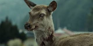 100% Real No Feik: Reportan mapaches "zombies" en Estados Unidos