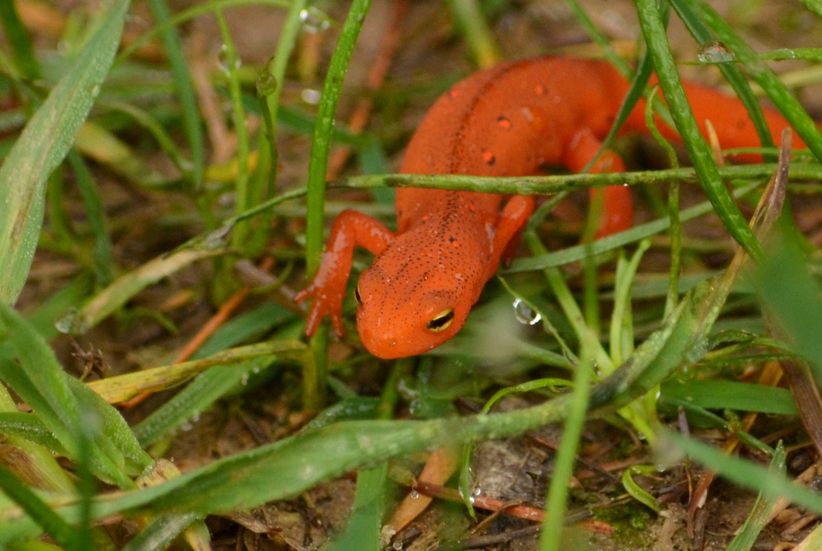 Woods Walks and Wildlife: Efts on a Dewy Morning