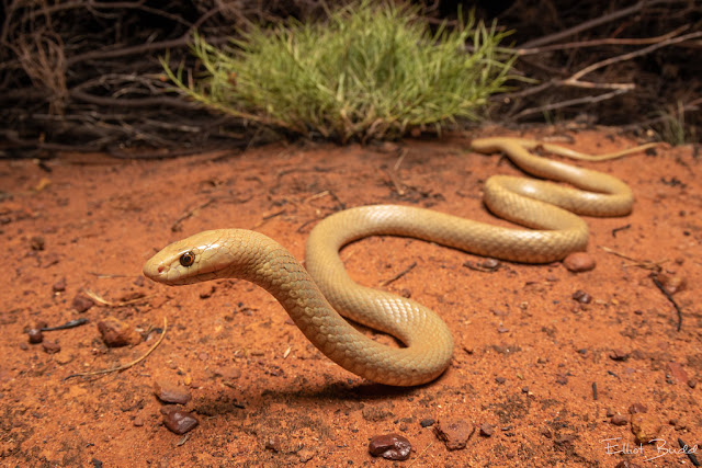 LIST OF T0P TEN : Western Brown Snake