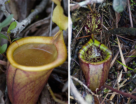 Rat Eating Pitcher Plant