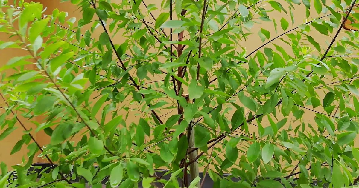 FURSA KWA UHIFADHI WA MTI WA MSANDALI - NEMC - DundiikaNews ...