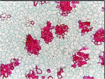 Kimeni's Blog: Jaringan Sklerenkim