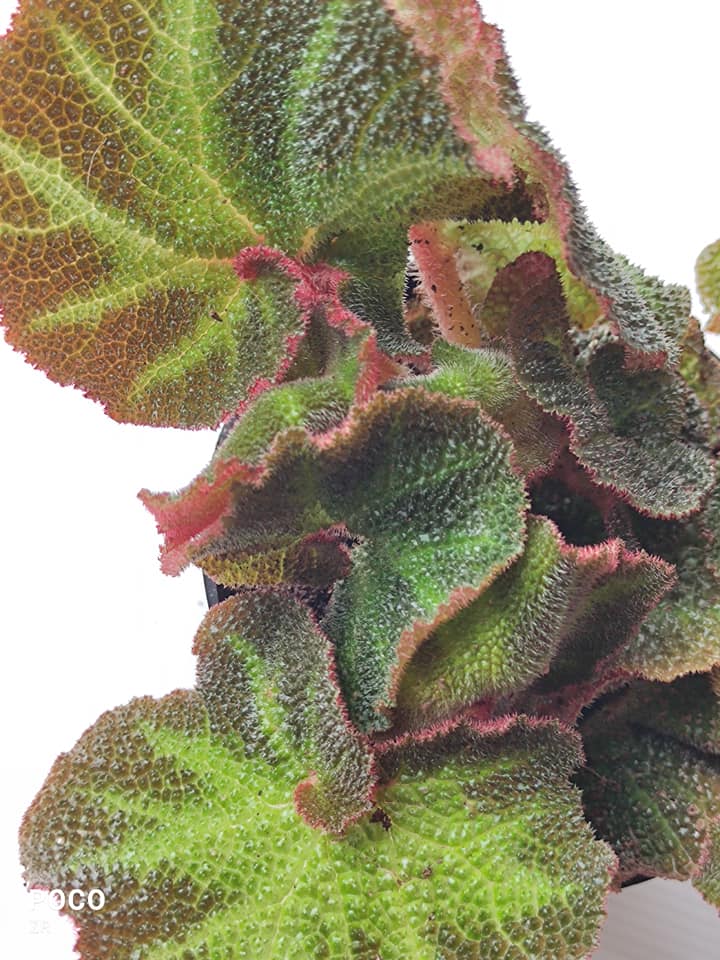 Garden Chronicles of James David: Begonia Soli-mutata / Sun Changing ...