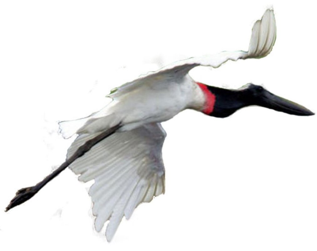 Caliandra do Cerrado: Tuiuiú - a ave símbolo do Pantanal