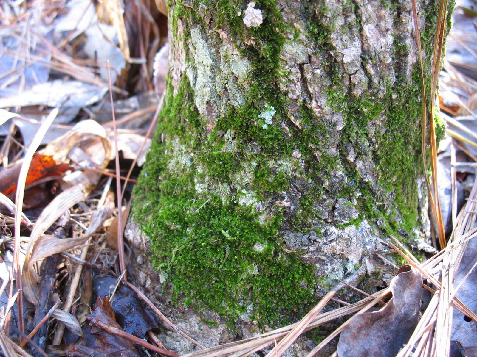 Tree Moss Types