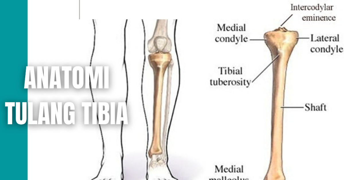 Anatomi Tulang Tibia Manusia - Anatomi Tutorial