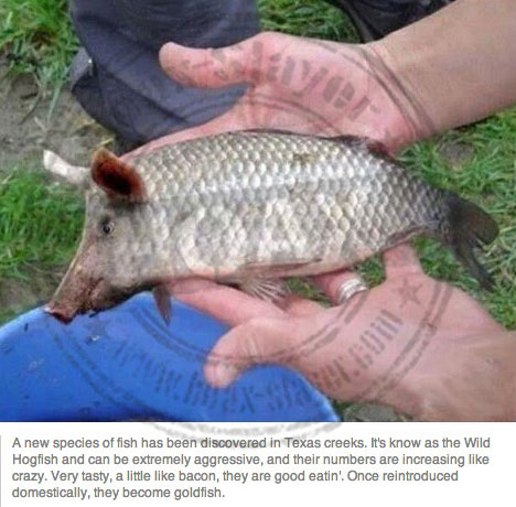 Pig Nose Fish : the legendary Canadian sturgeon caught in British ...