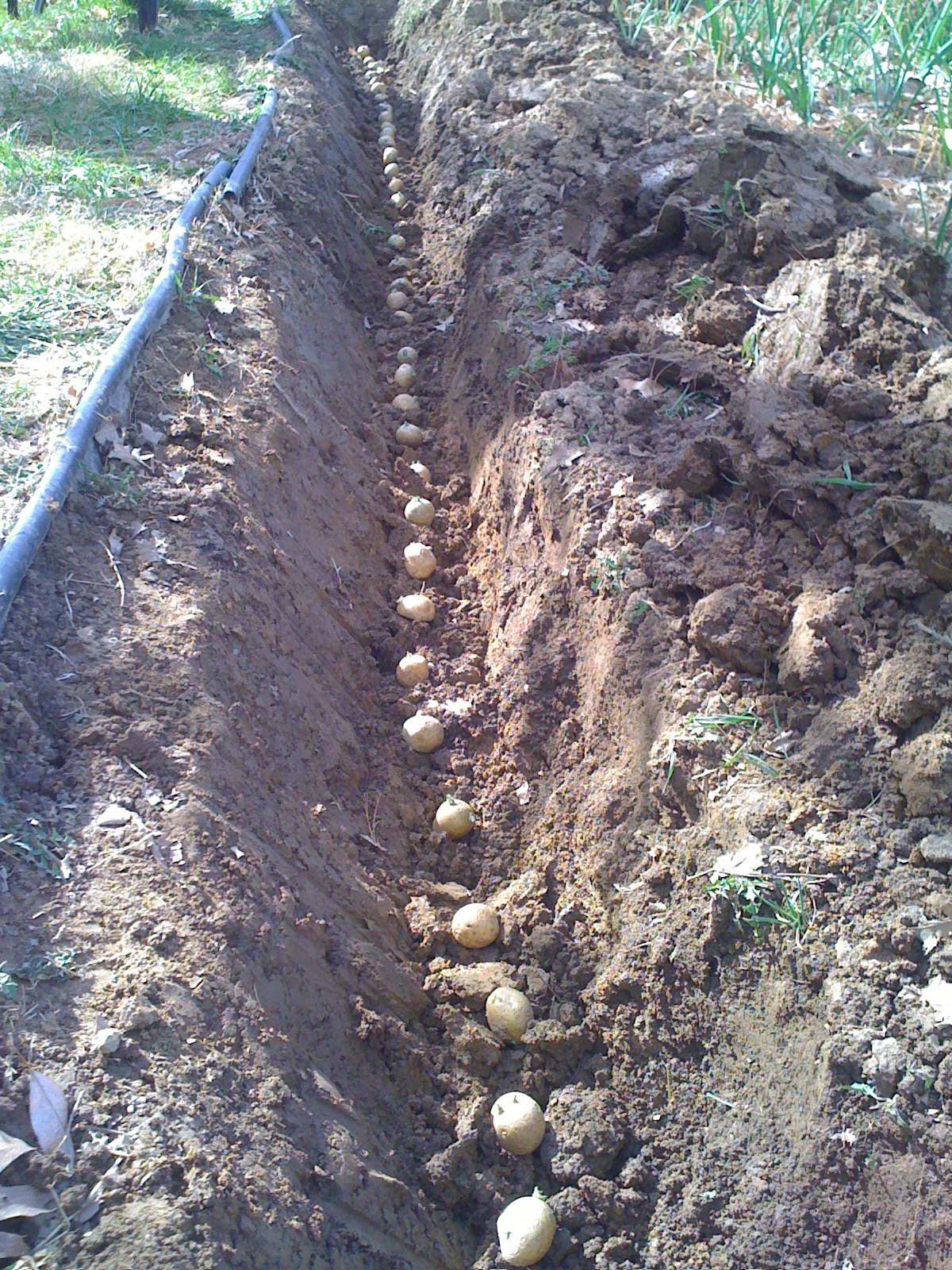 Fast, Cheap, and Good: Sustainability, One Choice at a Time: Planting ...