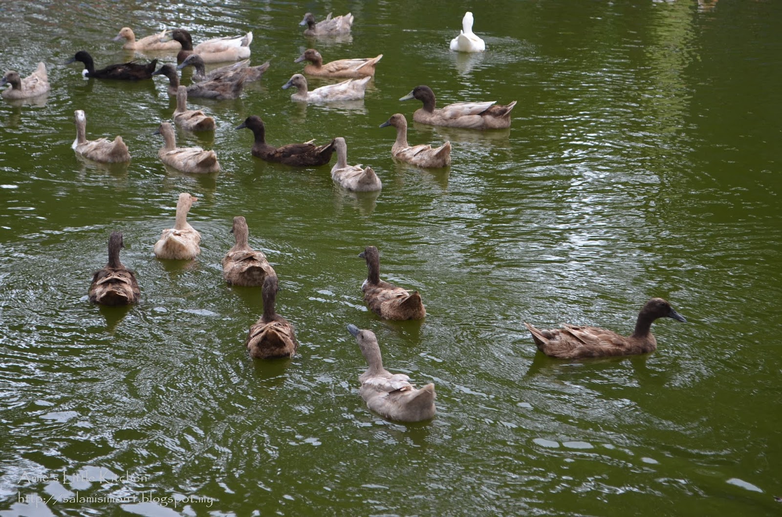 Taman Burung Labuan ( Labuan Bird Park) - Amie's Little Kitchen