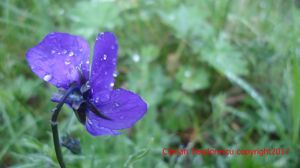 muntiisifotografiadepeisaj: FLORI DE MUNTE 2016