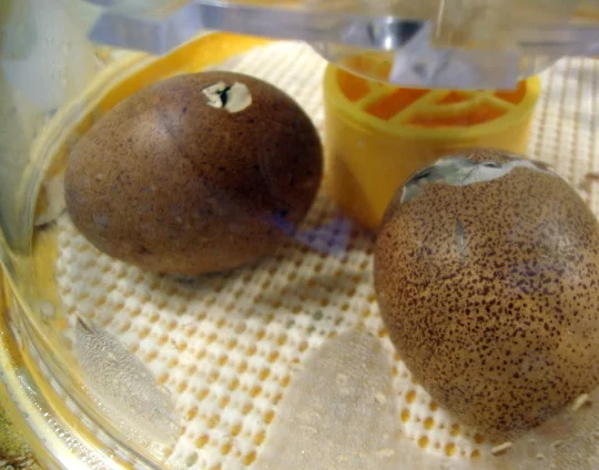 Let's Hatch Chicks! A Day-by-Day Egg Hatching Tutorial - Fresh Eggs ...