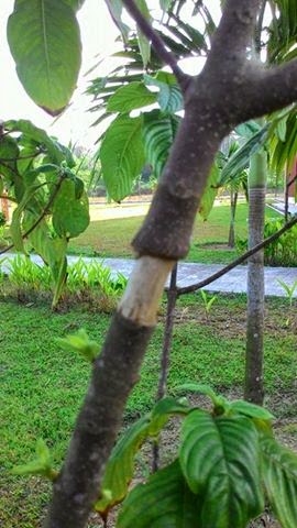 Idea P&P Sains : Koleksi Batang Tumbuhan Bengkak