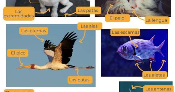 ¡Qué viva el español!: Partes del cuerpo animales