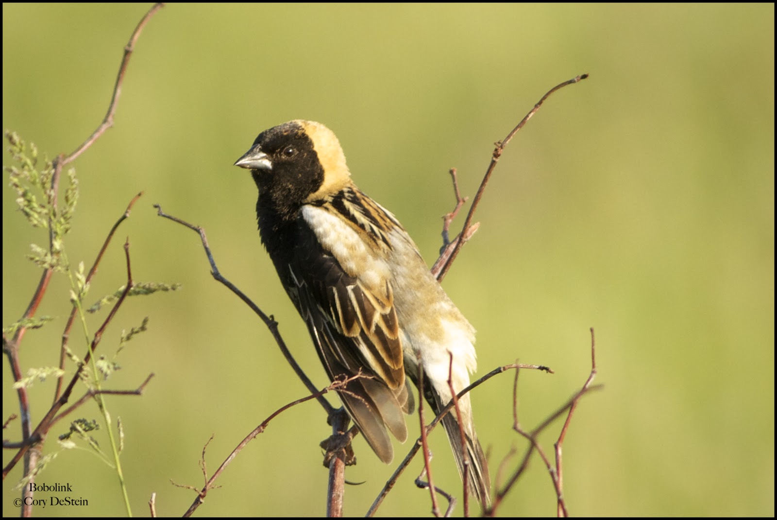 Boom Chachalaca: BOOM....Grassland Birds