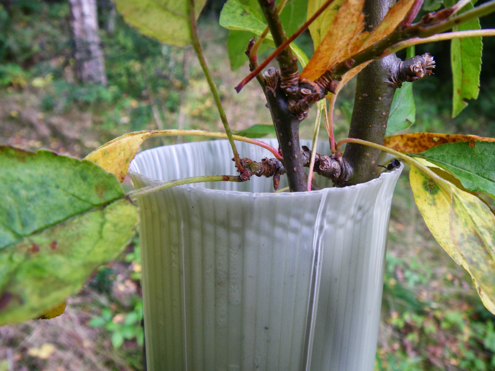 Central and East Lakes Rangers: Secrets of the Ranger - The Tree-Tube ...