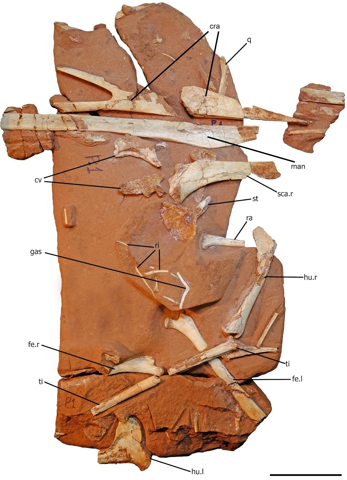 Species New to Science: [Paleontology • 2019] Keresdrakon vilsoni • A ...