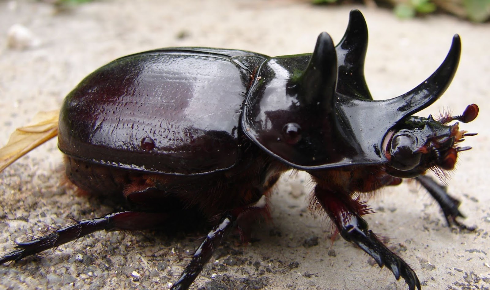 BIBOCA AMBIENTAL : SERÁ MESMO QUE SÃO OS HUMANOS QUE MANDAM AQUI?