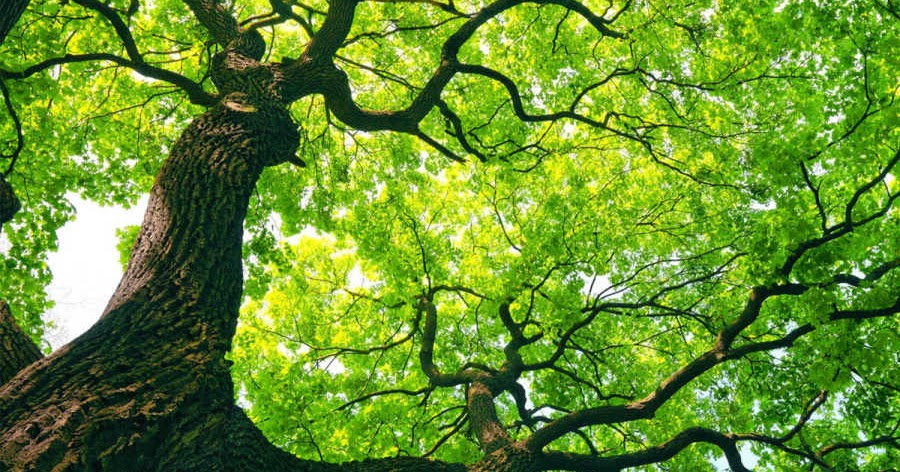 The Tree Professional: Trees…Glorious Trees.