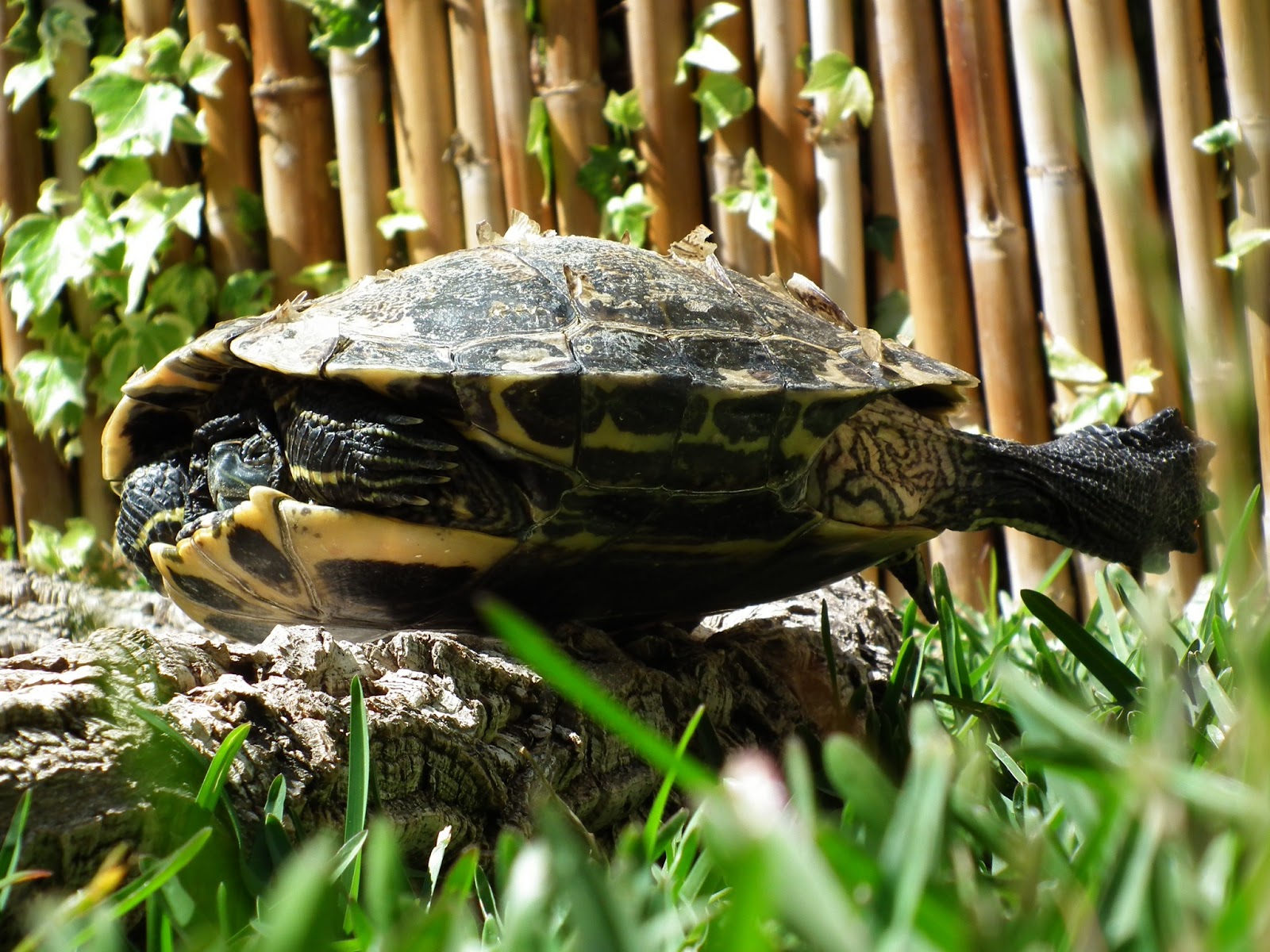 PLASTRÃO: Chamaram por mim?