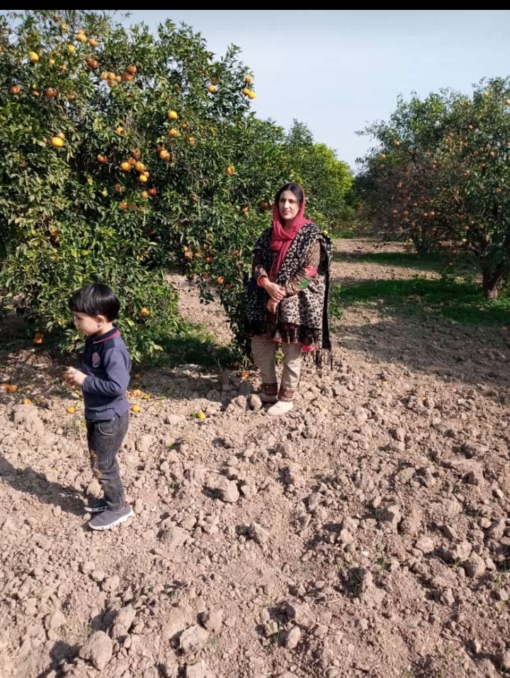 Orange Farms Sargodha Pakistan produce best oranges| export| A visit to ...