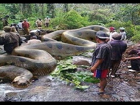 La Leyenda de la Yacumama