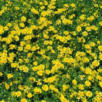 Dahlberg Daisy, thymophylla tenuiloba, is Golden Fleece, Tiny Tim, etc.