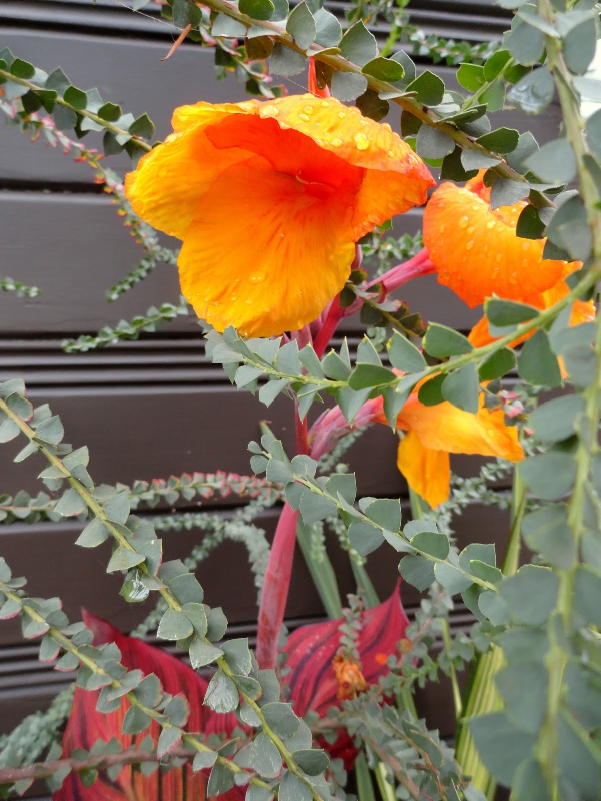 danger garden: September 2012, Bloomday…