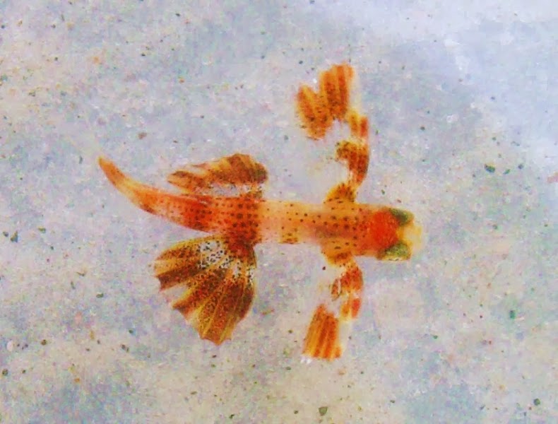 🔥 Baby Flying Fish? : r/NatureIsFuckingLit