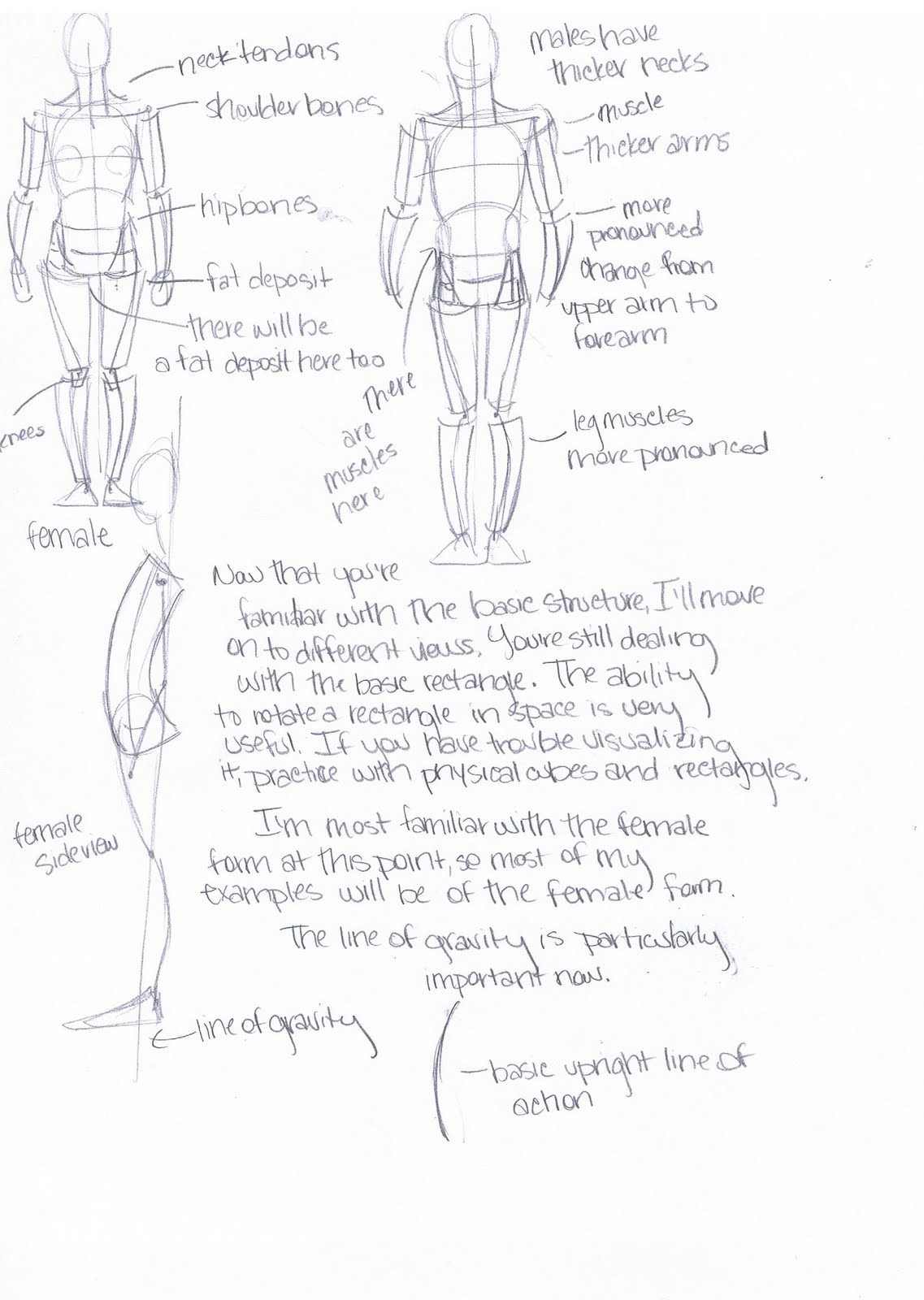 Very Basic Anatomy/Figure Drawing