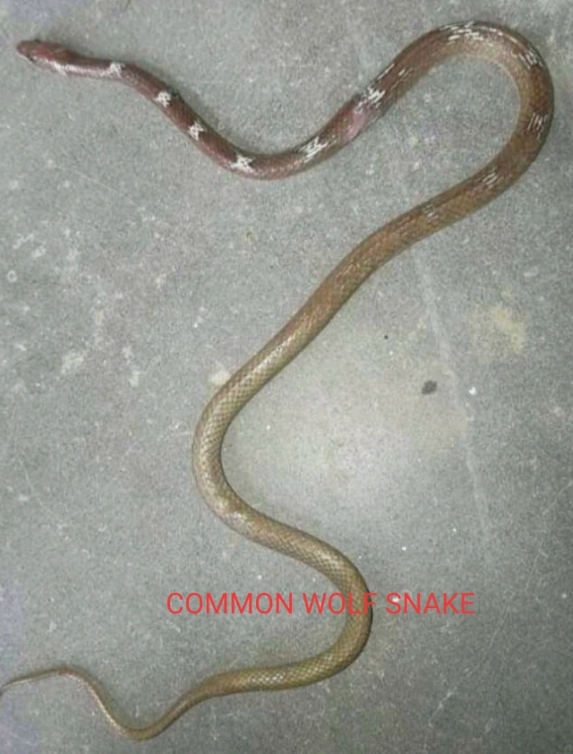 Snakes of jammu and kashmir