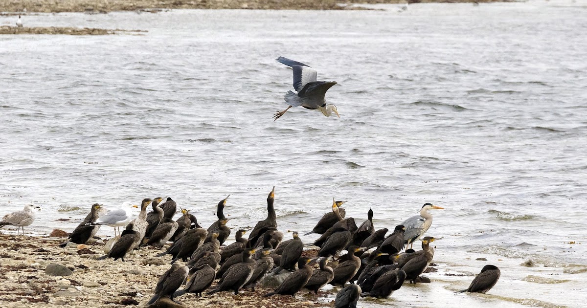 Tuomo's Bird Pics - Finland Wildlife Photography: Gotlanti 2018 I ...