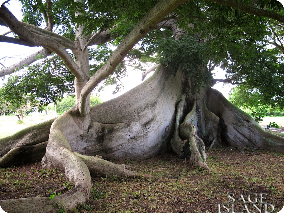 Sage Island: Almost 400 Year Old Ceiba Tree