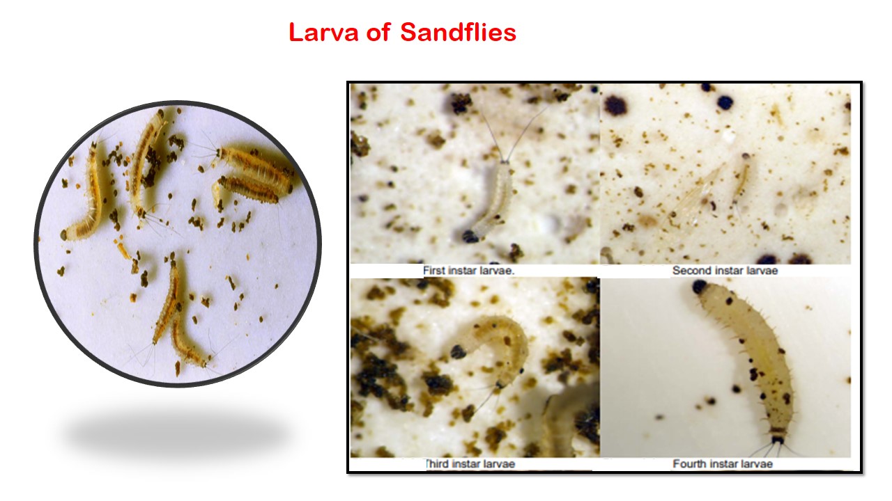 Spotters in "Environment and Health: Sandflies " for CFM & MPH students
