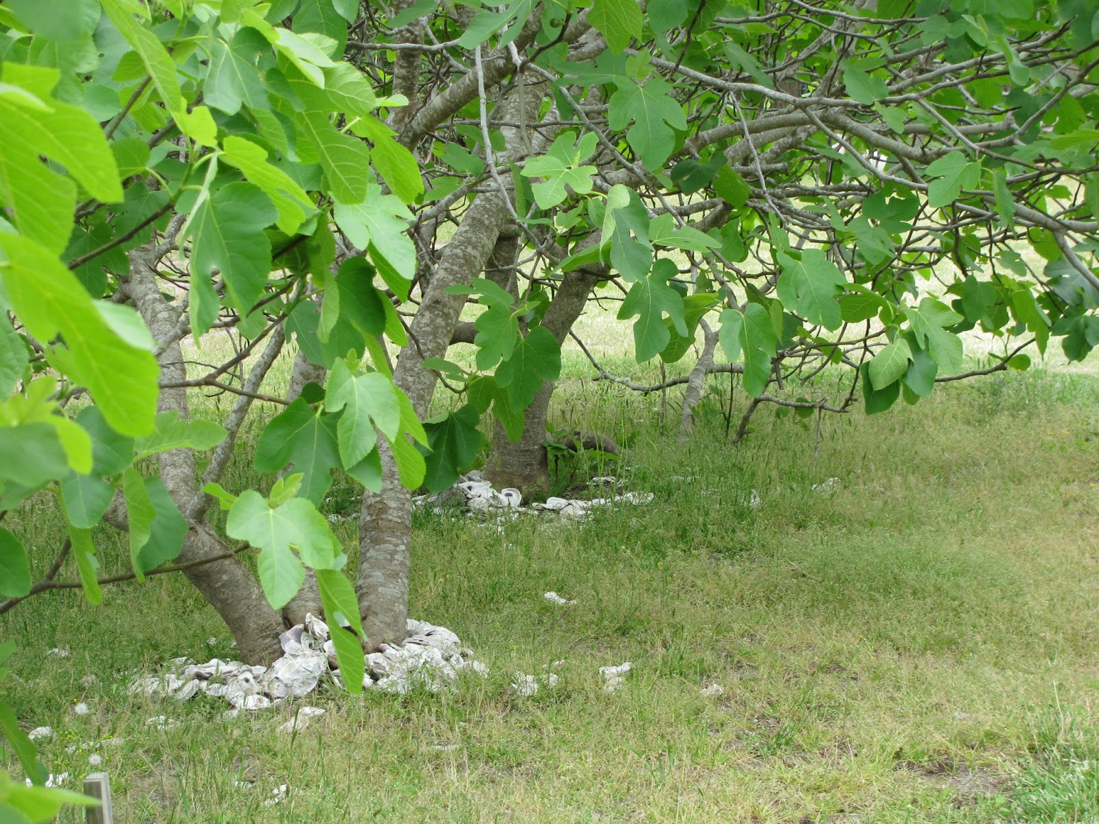 Carolina Foodie: HWY 12 SOUTH - Hatteras & Ocracoke