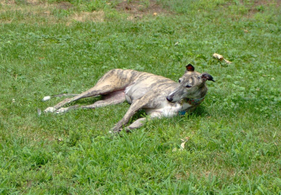 Northern Lights Greyhound Adoption Dog Blog: NLGA Photo Roundup ...