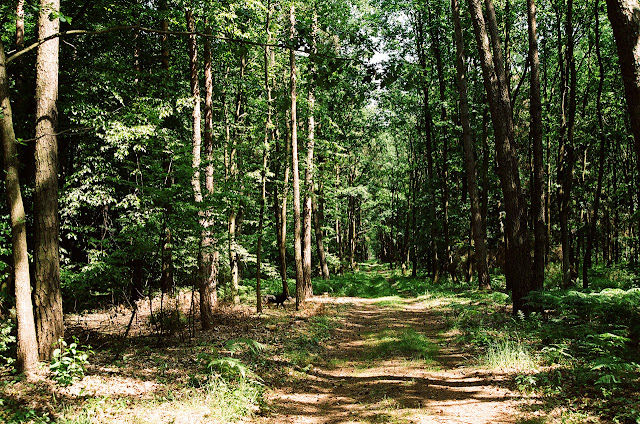 Las - Bartłomiej Malec – Oficjalny Blog