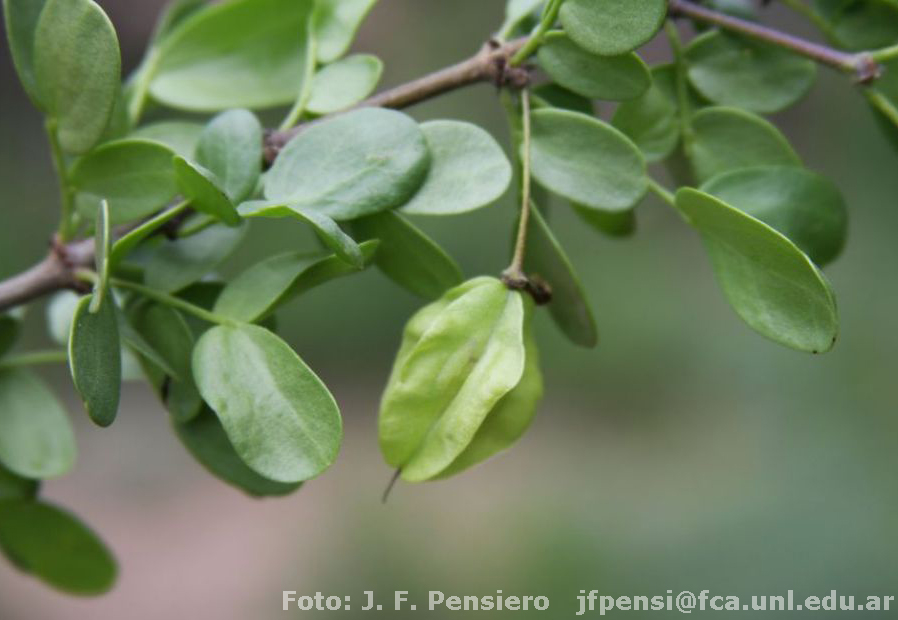Argentina nativa: Retamo hojudo (Bulnesia foliosa)