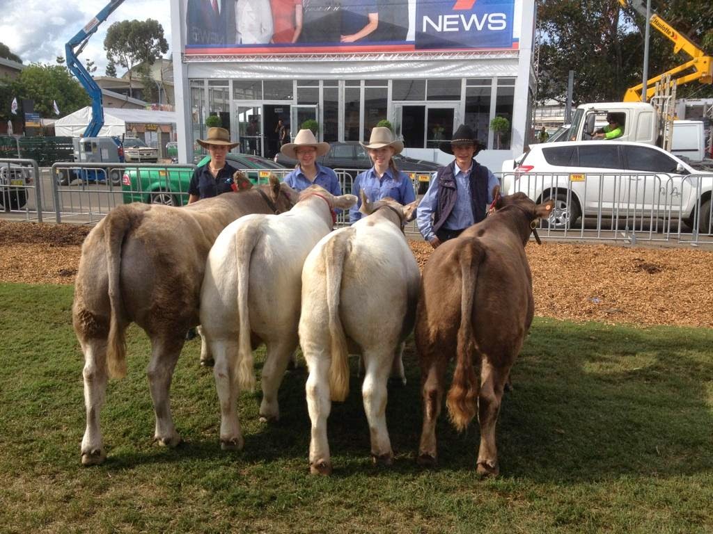 JAVID SQUARE MEATERS CATTLE STUD: COMPETITIONS