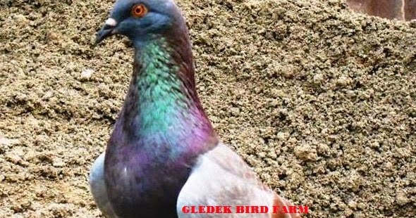 JAMU MERPATI KOLONG DAN BALAP: CARA MEMILIH BURUNG DARA TINGGI