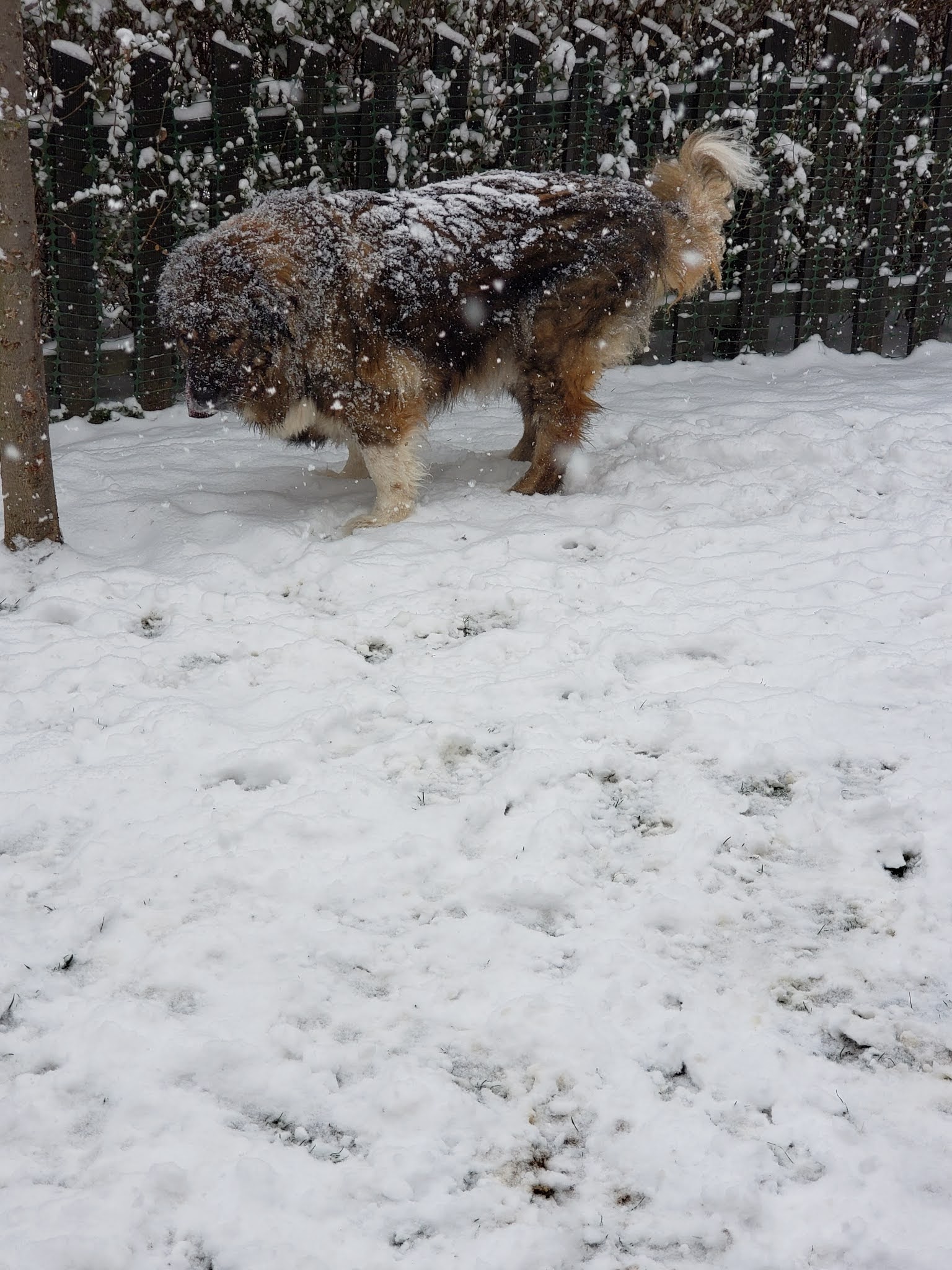 Committed Stitcher: Mattie's Last Snow