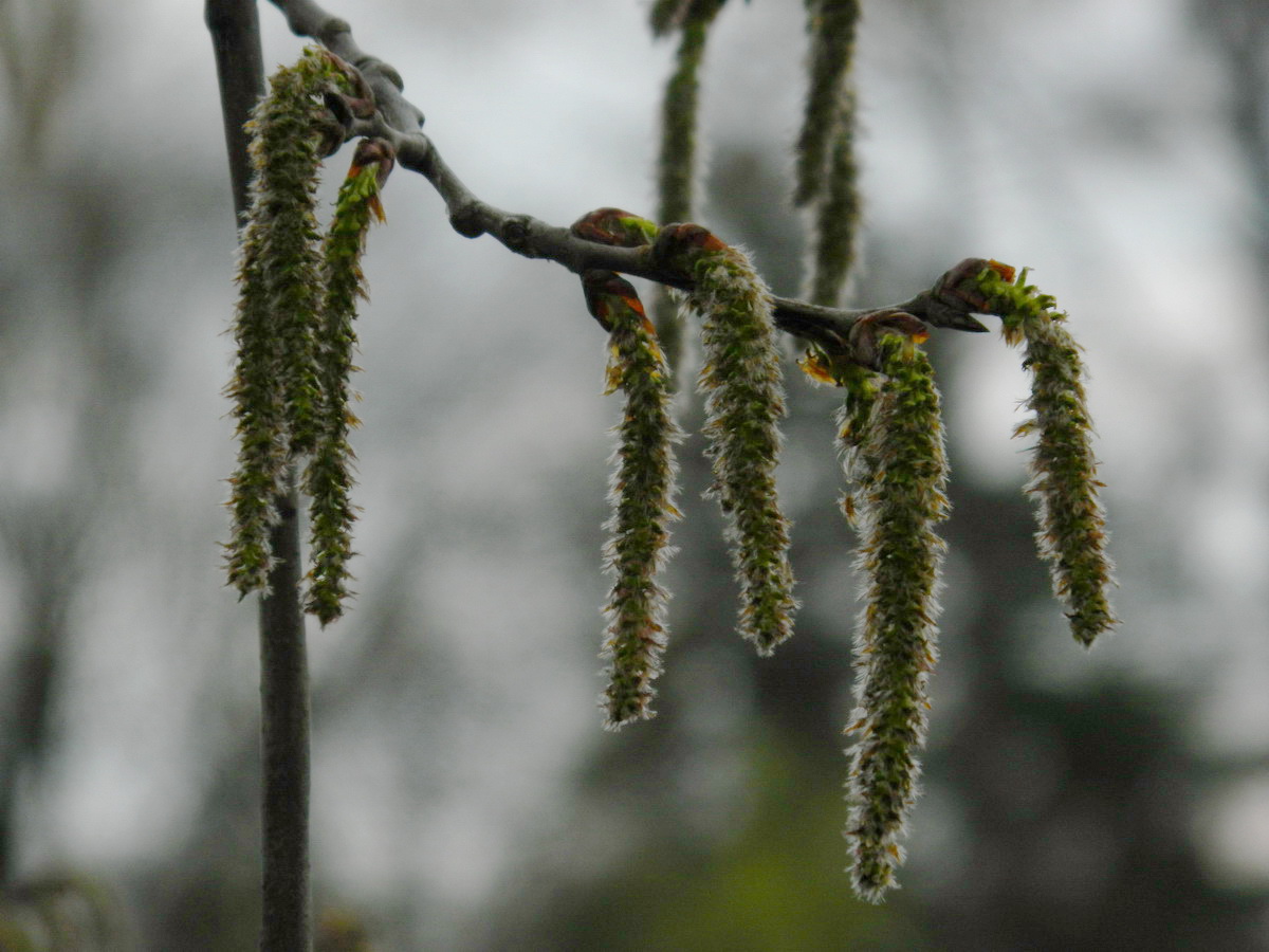 LA MULTI ANI, ROMANIA!: Pom inflorit cu matisori