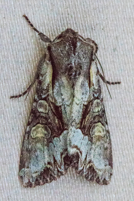Butterflies, Dragonflies, Moths & other Insects: Light Brocade Moth