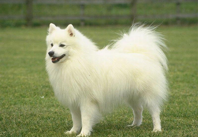 Cute Dogs: Pomeranian dog