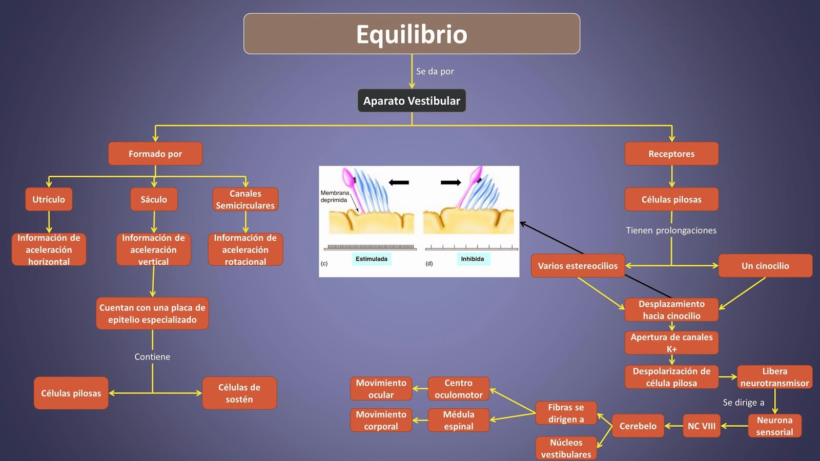 Fisiología Básica - Gabriel Olmeda: Sentido del Equilibrio