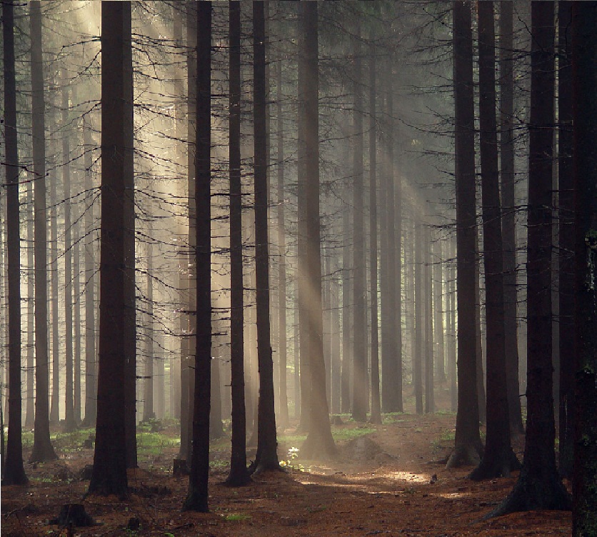 The Forest Cellulose